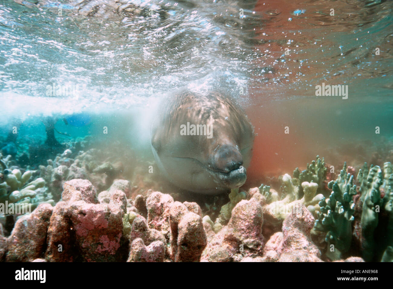 Cuviers schnabelwal -Fotos und -Bildmaterial in hoher Auflösung – Alamy