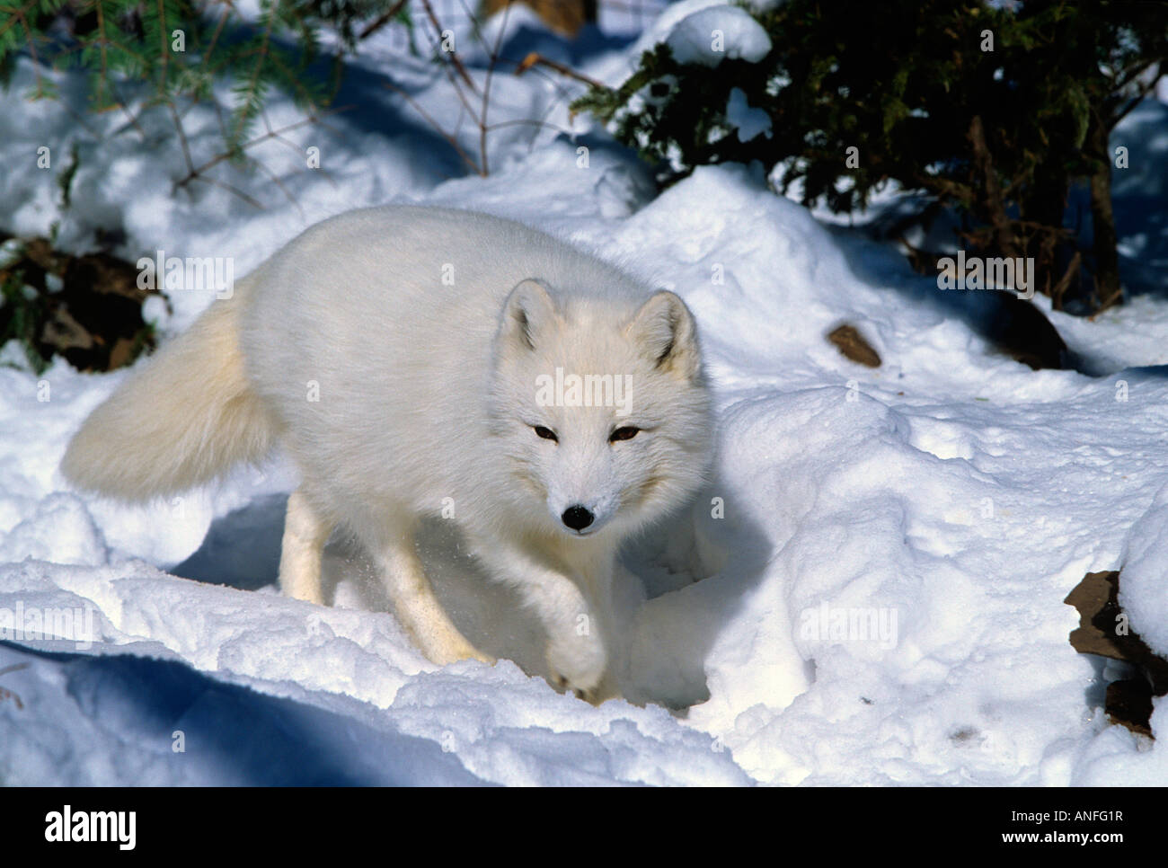 Polarfüchse im winter -Fotos und -Bildmaterial in hoher Auflösung ...