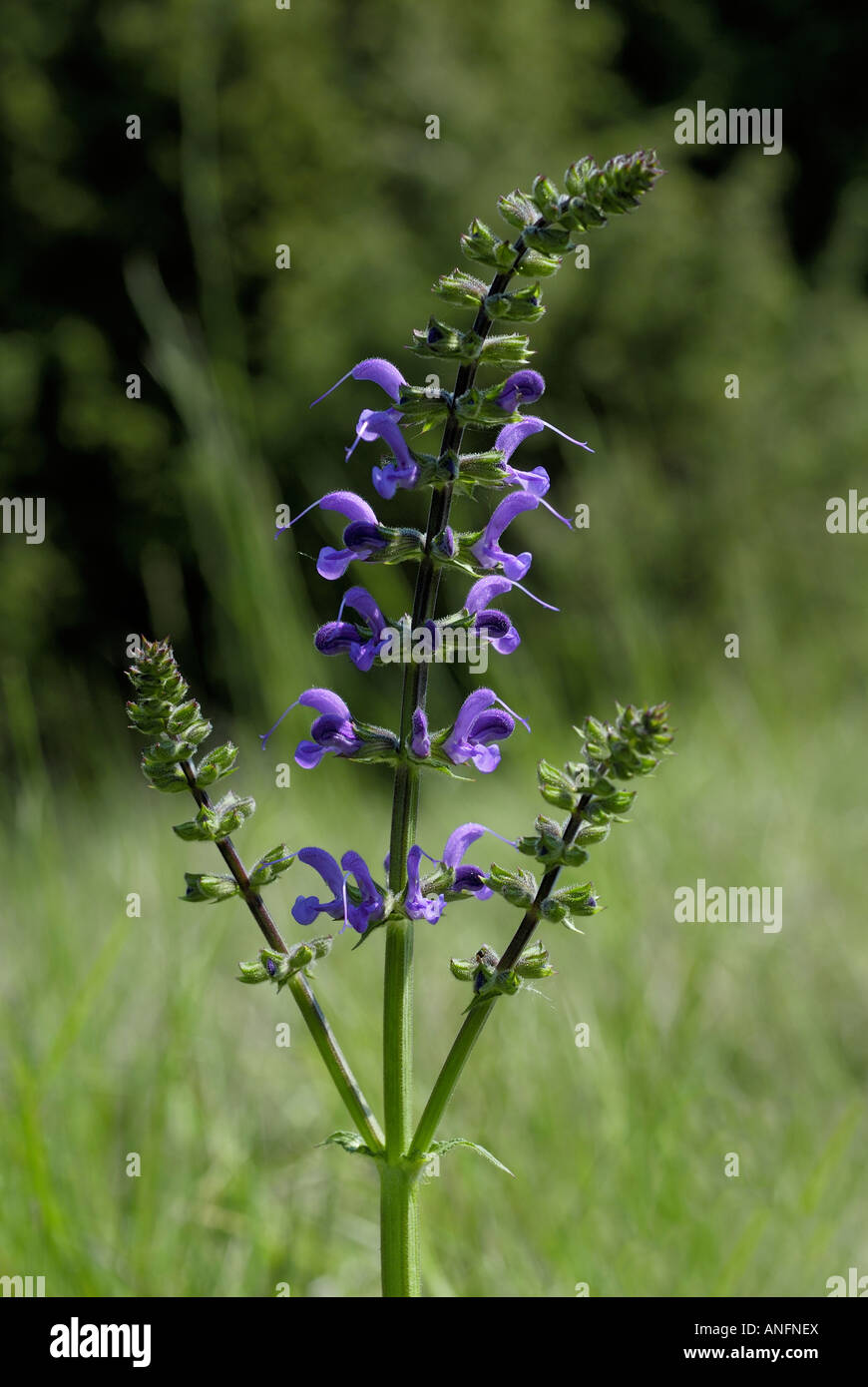 Labiate familie -Fotos und -Bildmaterial in hoher Auflösung – Alamy