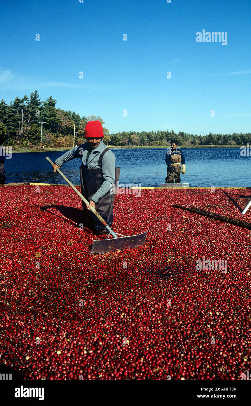 Preiselbeeren ernte -Fotos und -Bildmaterial in hoher Auflösung – Alamy