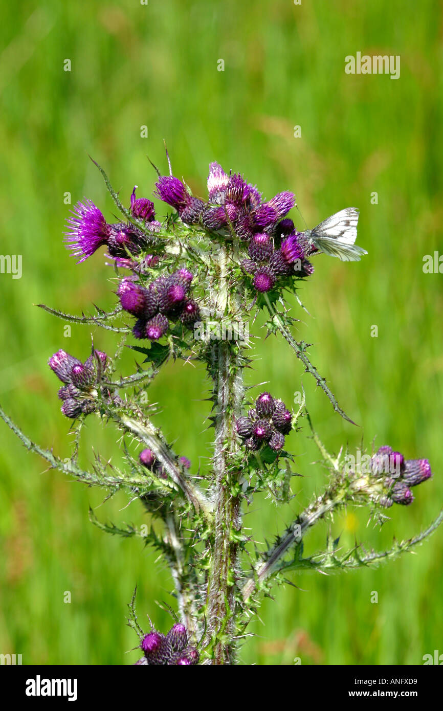 Distel von schottland -Fotos und -Bildmaterial in hoher Auflösung – Alamy