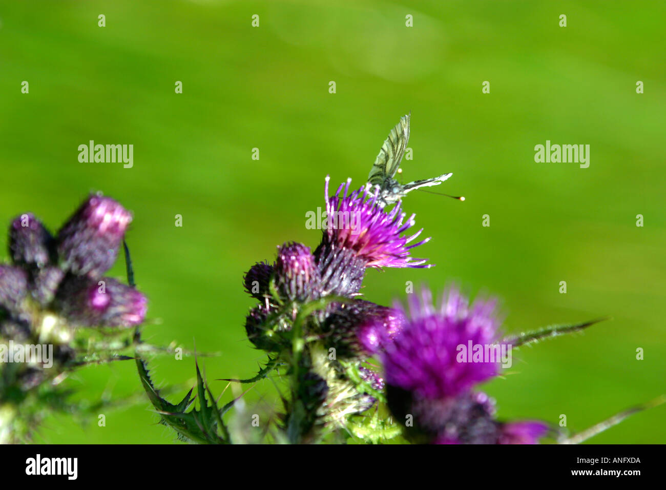 Distel von schottland -Fotos und -Bildmaterial in hoher Auflösung – Alamy