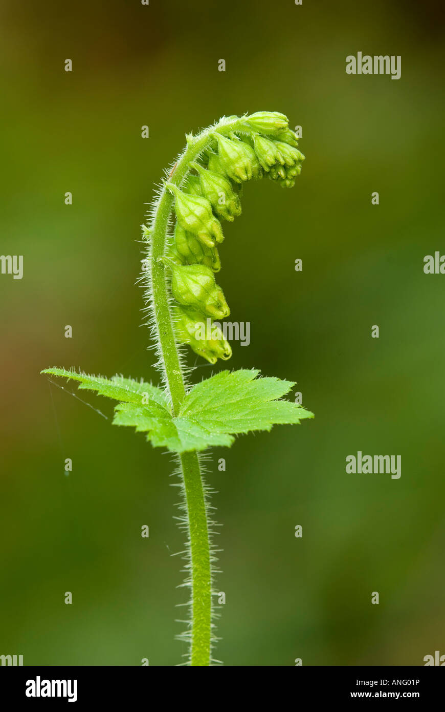 Tellima Grandiflora Flowers Stockfotos und -bilder Kaufen - Alamy