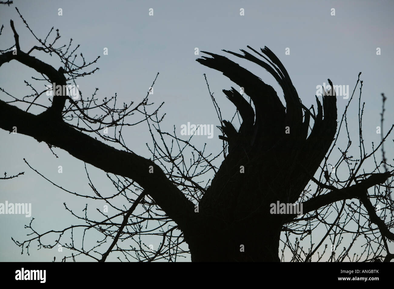 Baum schnappte vom wind -Fotos und -Bildmaterial in hoher Auflösung – Alamy