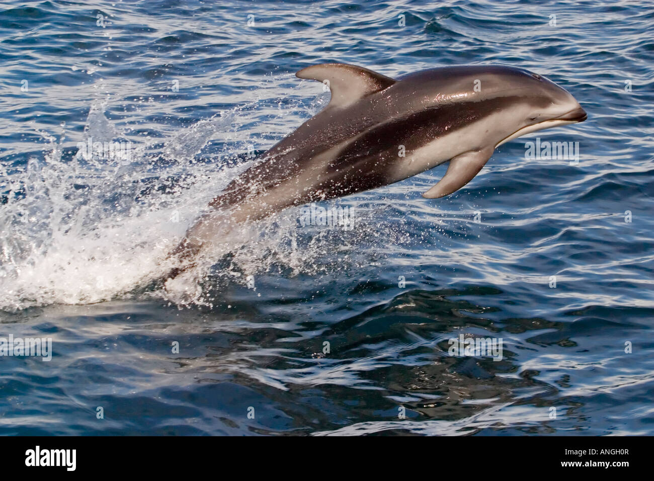 Snout Of Whale Stockfotos & Snout Of Whale Bilder - Alamy