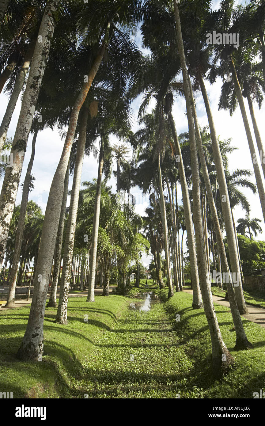 Palmentuin oder Palm garden in der Hauptstadt Paramaribo, Suriname ...