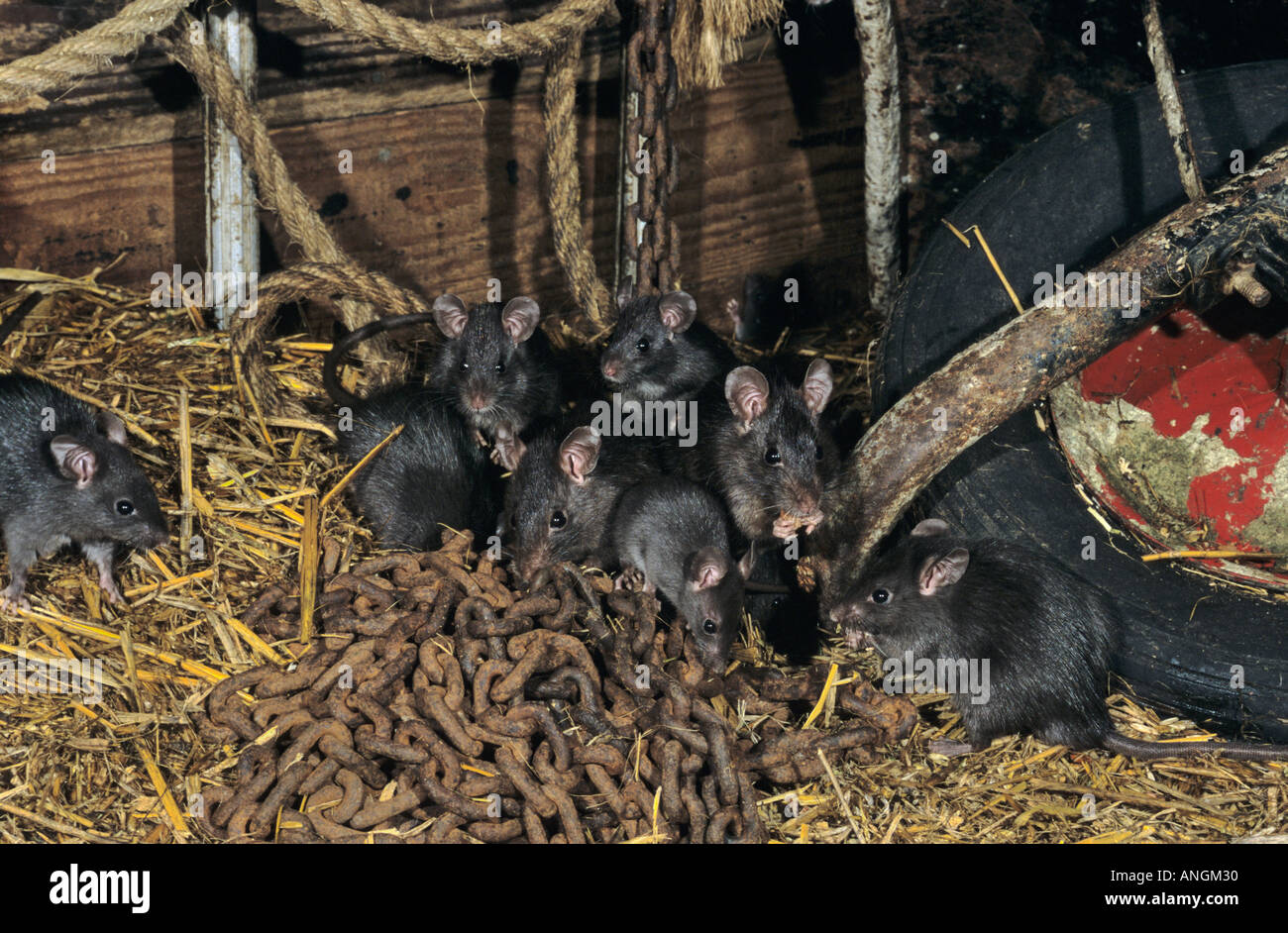 Yersinia pestis pest -Fotos und -Bildmaterial in hoher Auflösung – Alamy