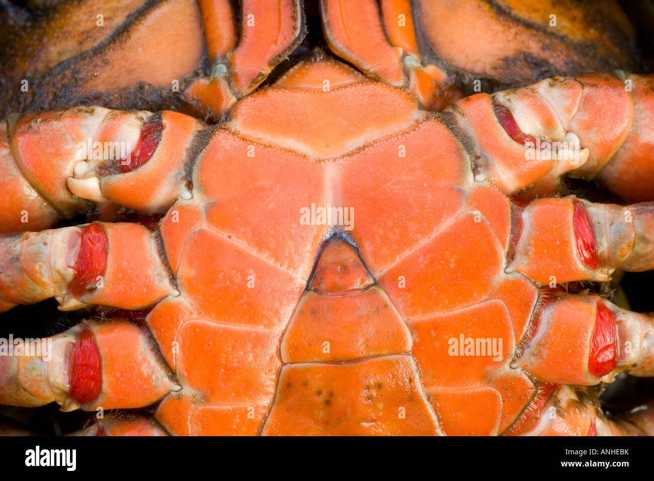 Crab belly -Fotos und -Bildmaterial in hoher Auflösung – Alamy