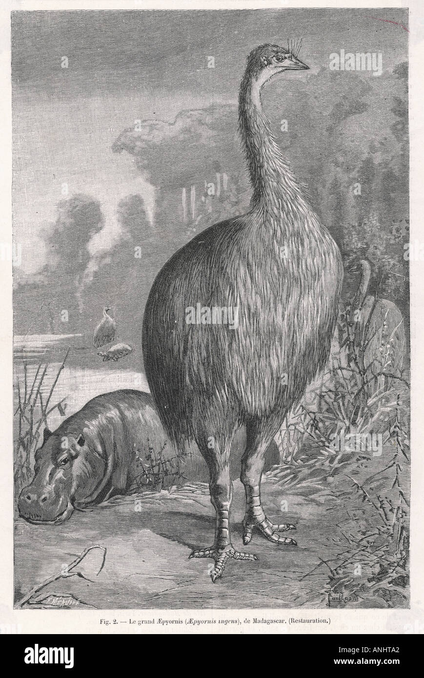 Dinornis ingens -Fotos und -Bildmaterial in hoher Auflösung – Alamy