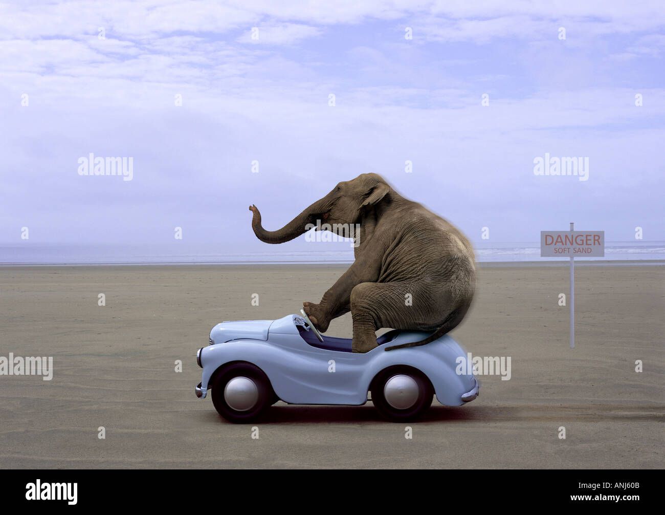 Elefanten, die kleine blaue Auto am Strand Stockfotografie - Alamy