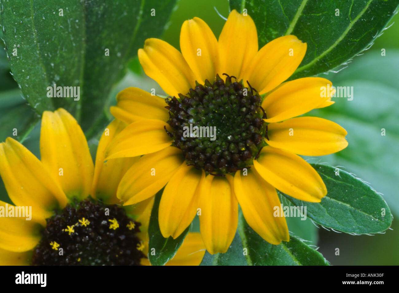 Sanvitalia procumbens flowers -Fotos und -Bildmaterial in hoher ...