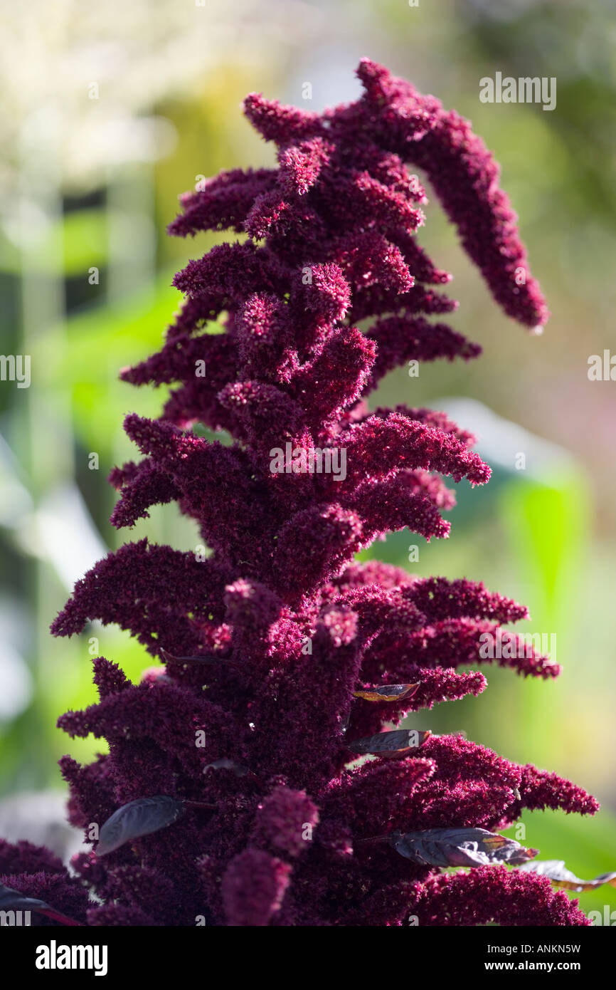 Love lies bleeding flowers -Fotos und -Bildmaterial in hoher Auflösung ...