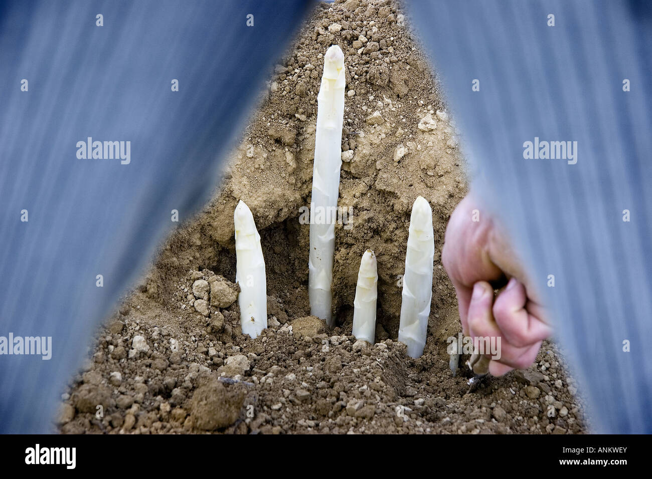 Spargel stechen -Fotos und -Bildmaterial in hoher Auflösung – Alamy