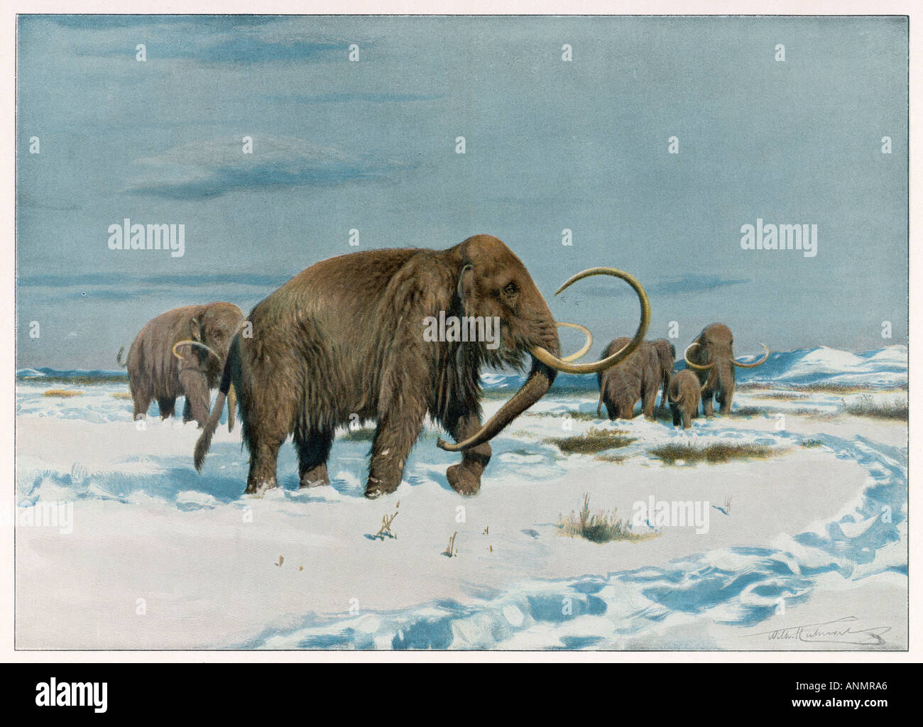 Ice age animals -Fotos und -Bildmaterial in hoher Auflösung – Alamy
