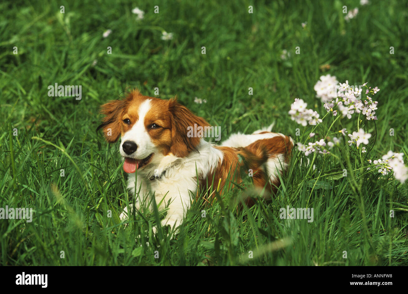 Dutch kooikerhondje -Fotos und -Bildmaterial in hoher Auflösung – Alamy