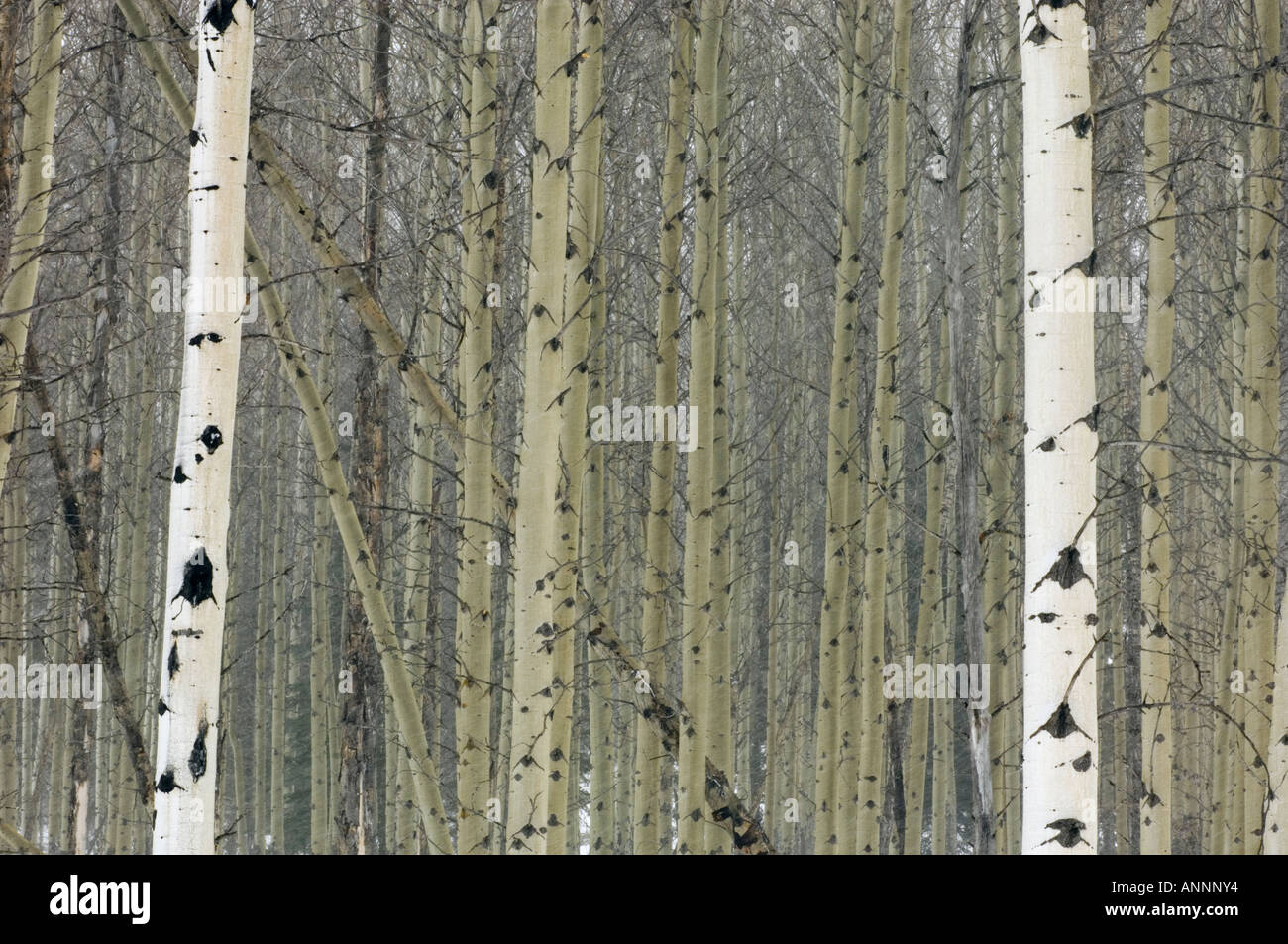 Zittern Aspen (Populus tremuloides) Baumstämme im Schnee Sturm Banff ...