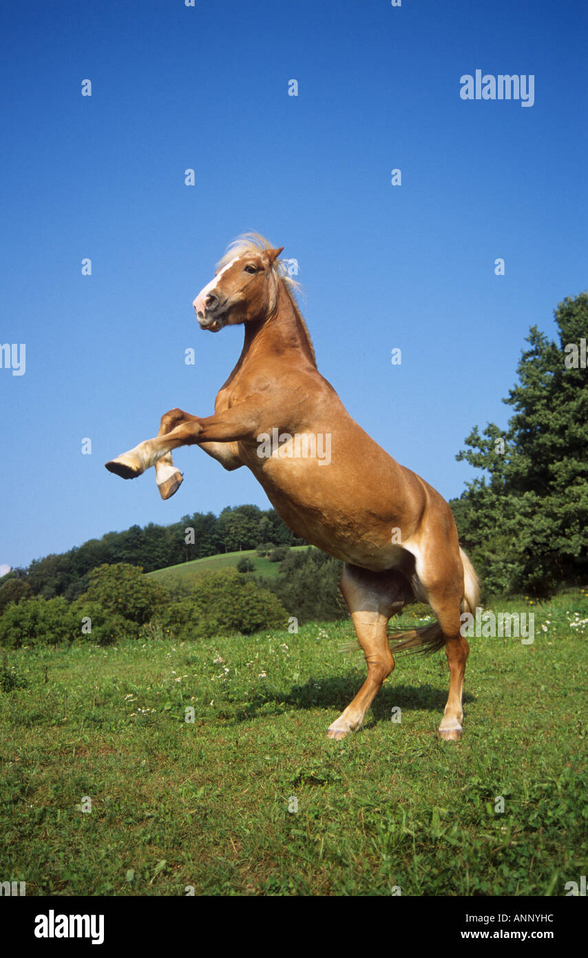 Haflinger Horse Rearing Stockfotos und -bilder Kaufen - Alamy