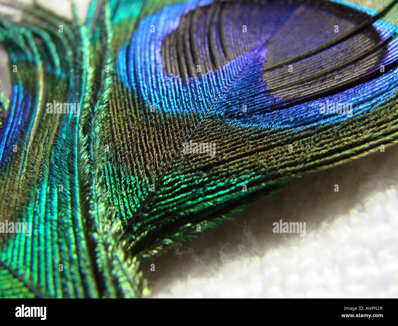 Pena verde -Fotos und -Bildmaterial in hoher Auflösung – Alamy