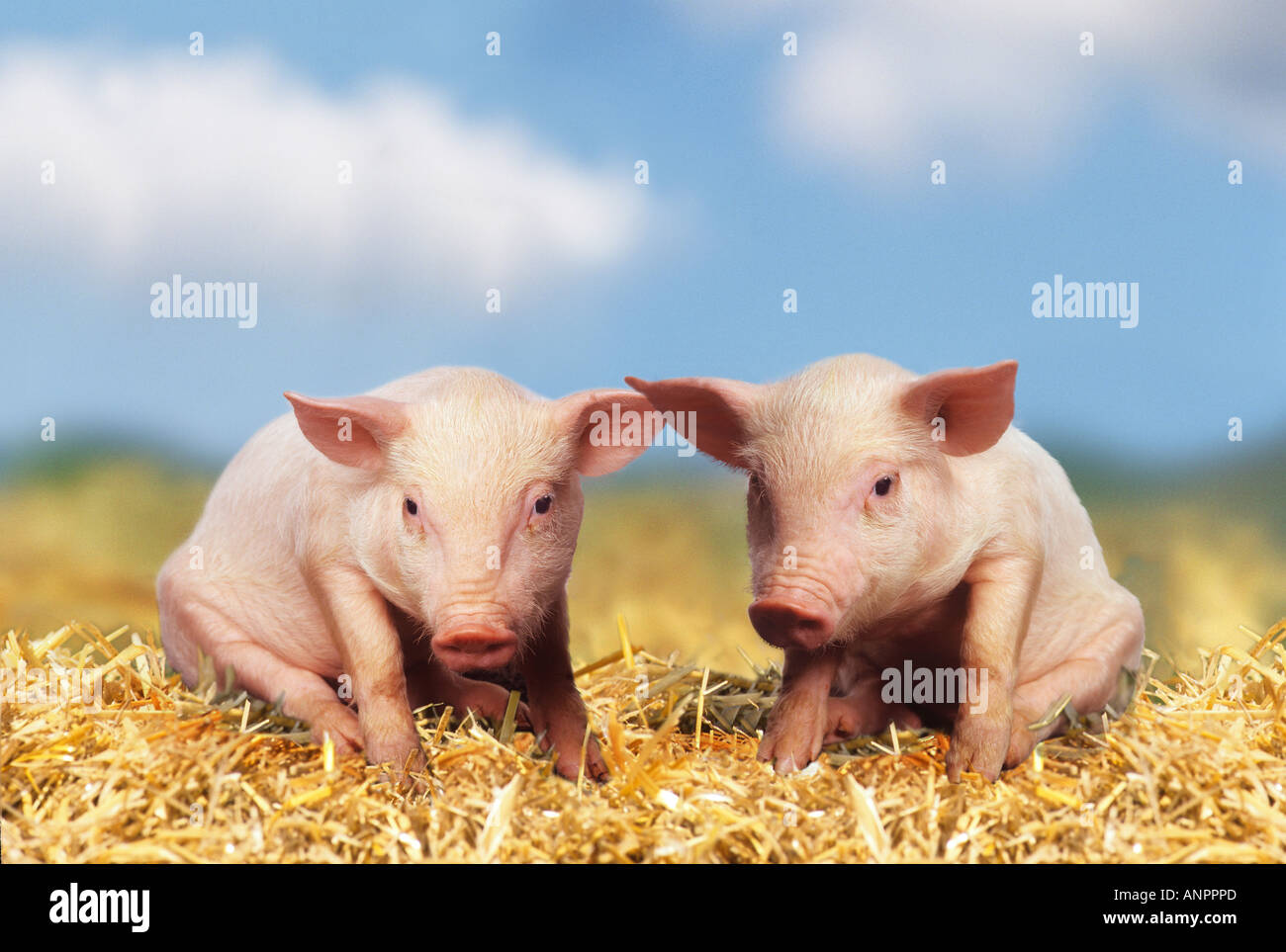 Zwei ferkel im stroh Stockfotos und -bilder Kaufen - Alamy