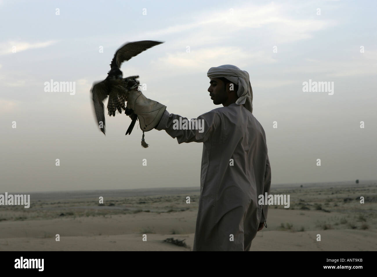 Sheik dubai falcon -Fotos und -Bildmaterial in hoher Auflösung – Alamy