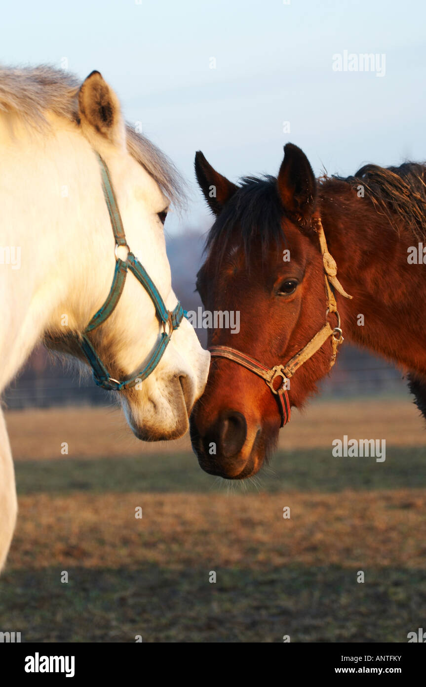 Zwei pferde küssen -Fotos und -Bildmaterial in hoher Auflösung – Alamy