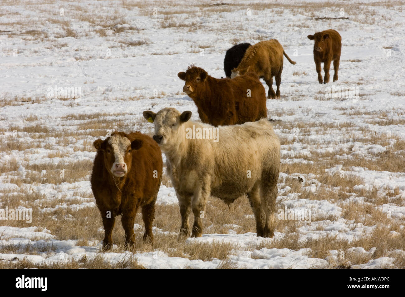 Hereford rinder in der winterweide -Fotos und -Bildmaterial in hoher ...