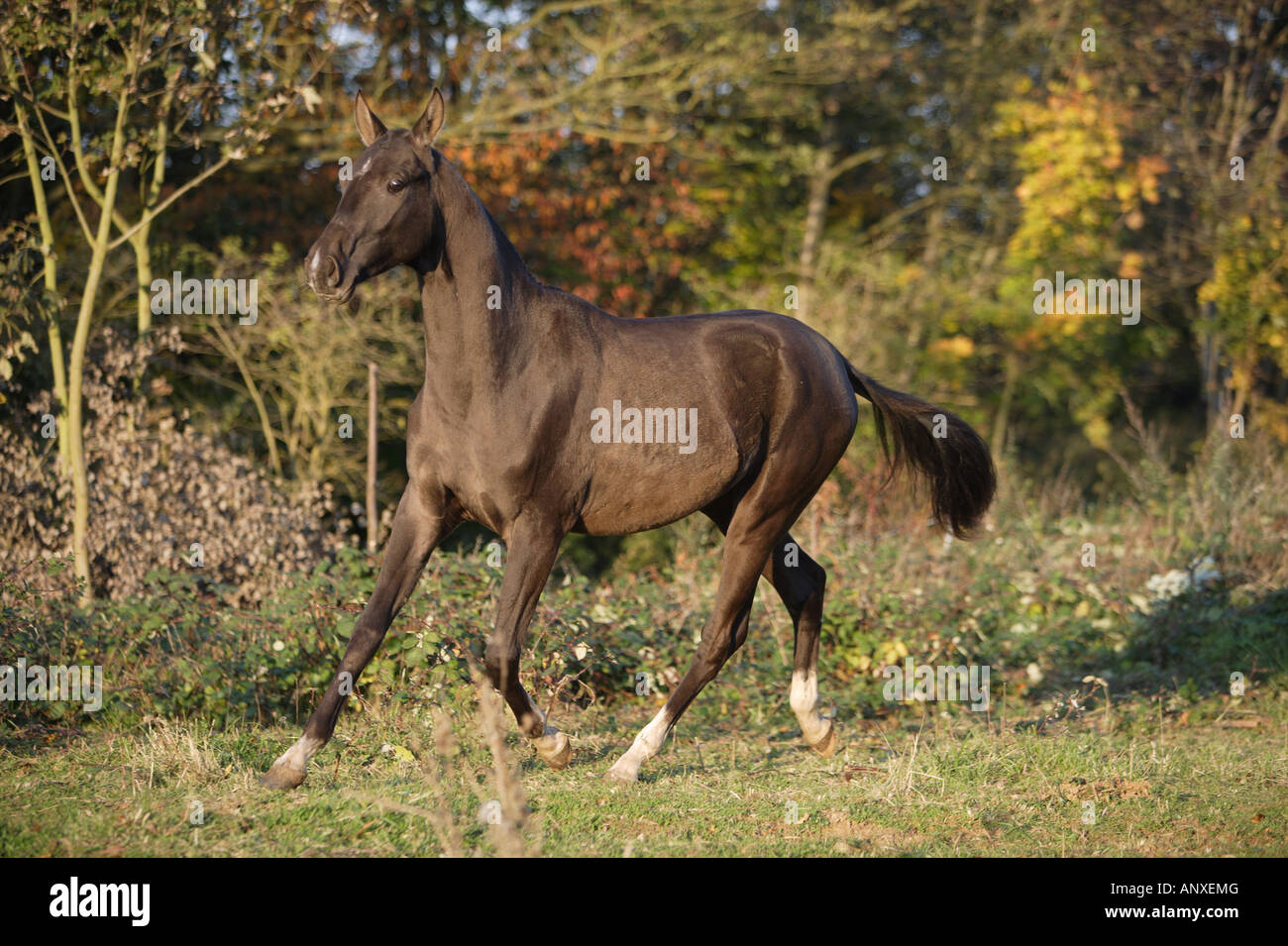 Akhal tekkiner horse -Fotos und -Bildmaterial in hoher Auflösung – Alamy