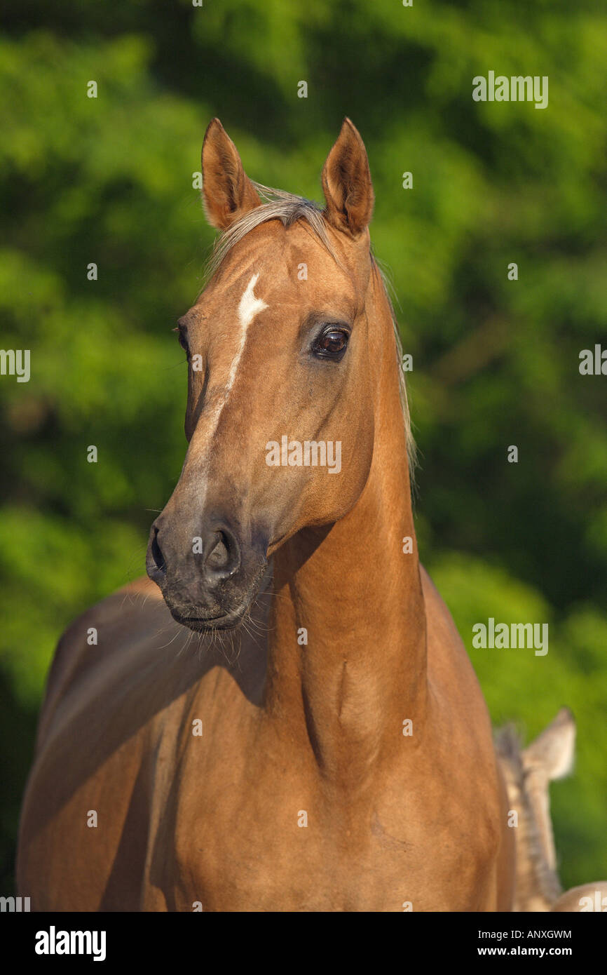 Akhal tekkiner horse -Fotos und -Bildmaterial in hoher Auflösung – Alamy