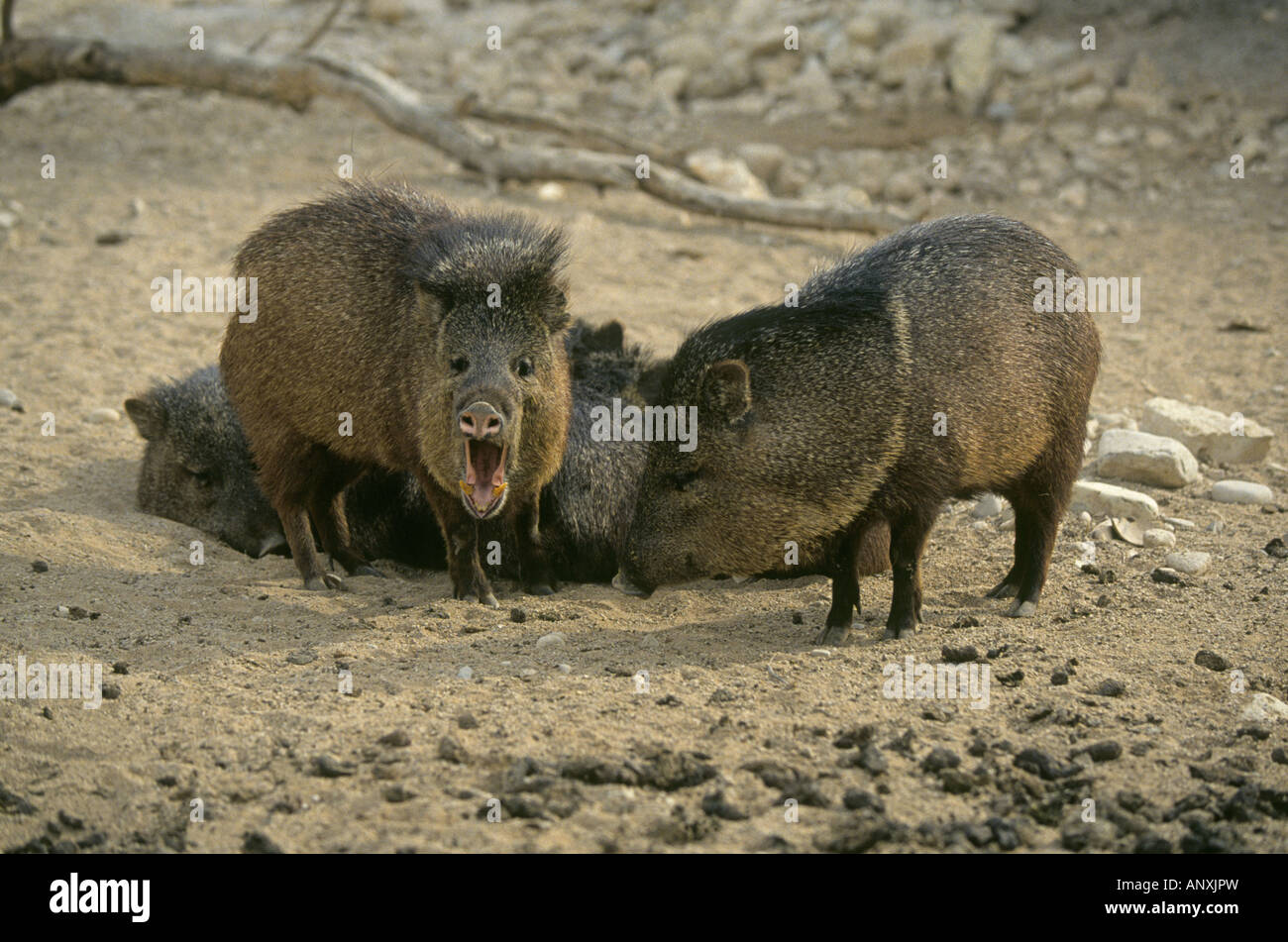 Javelina big bend -Fotos und -Bildmaterial in hoher Auflösung – Alamy