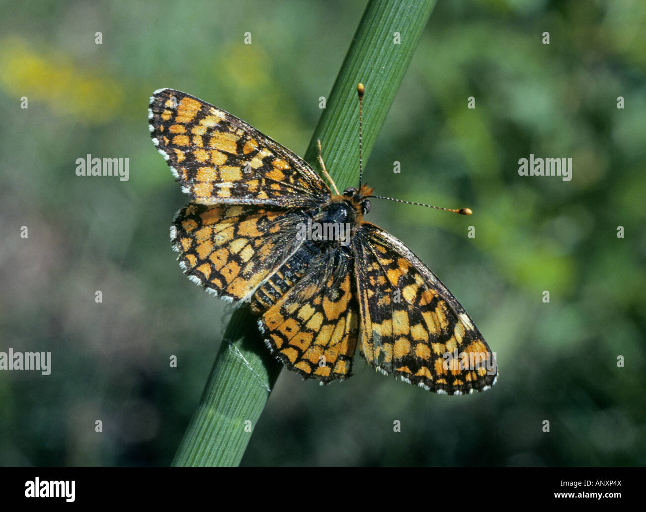 Harris checkerspot schmetterling -Fotos und -Bildmaterial in hoher ...