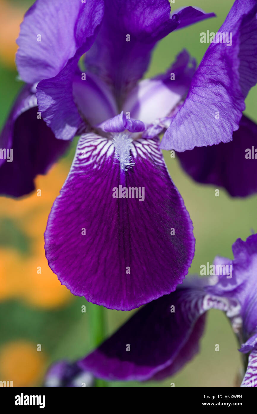 Atemberaubendes lila -Fotos und -Bildmaterial in hoher Auflösung – Alamy