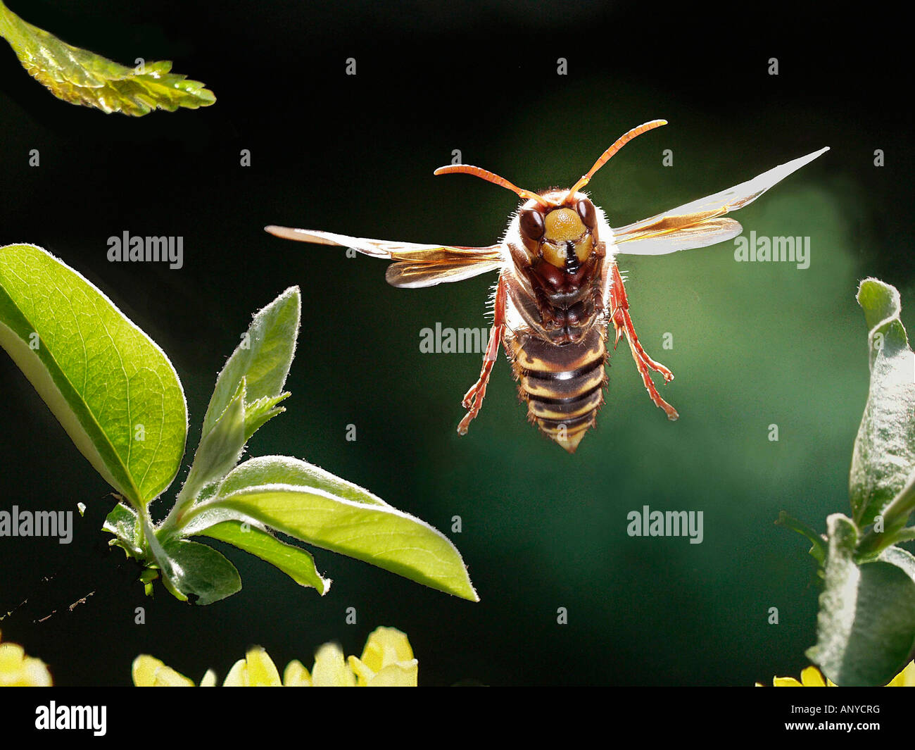 FRELON Vespa Carbo HORNET Tier INSECTE Insekt VOL VOLER fliegen fliegen ...