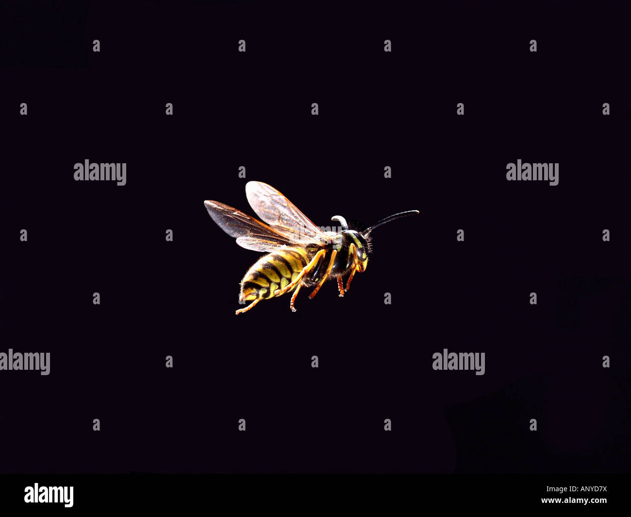 FRELON Vespa Carbo HORNET Tier INSECTE Insekt Fortbewegung VOLVOLER ...