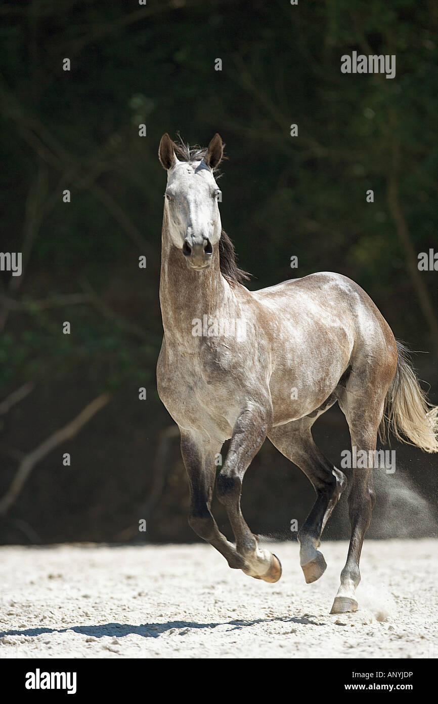 Akhal tekkiner horse -Fotos und -Bildmaterial in hoher Auflösung – Alamy