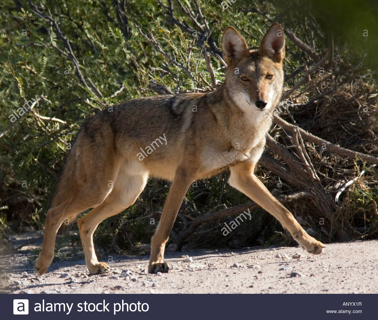 Coyote Mexico Stockfotos & Coyote Mexico Bilder - Alamy
