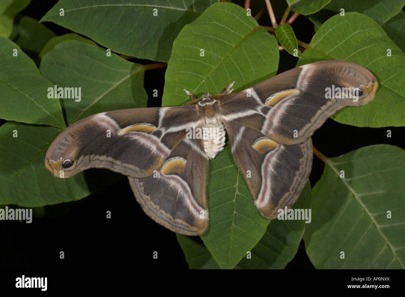 Eri silkmoth -Fotos und -Bildmaterial in hoher Auflösung – Alamy