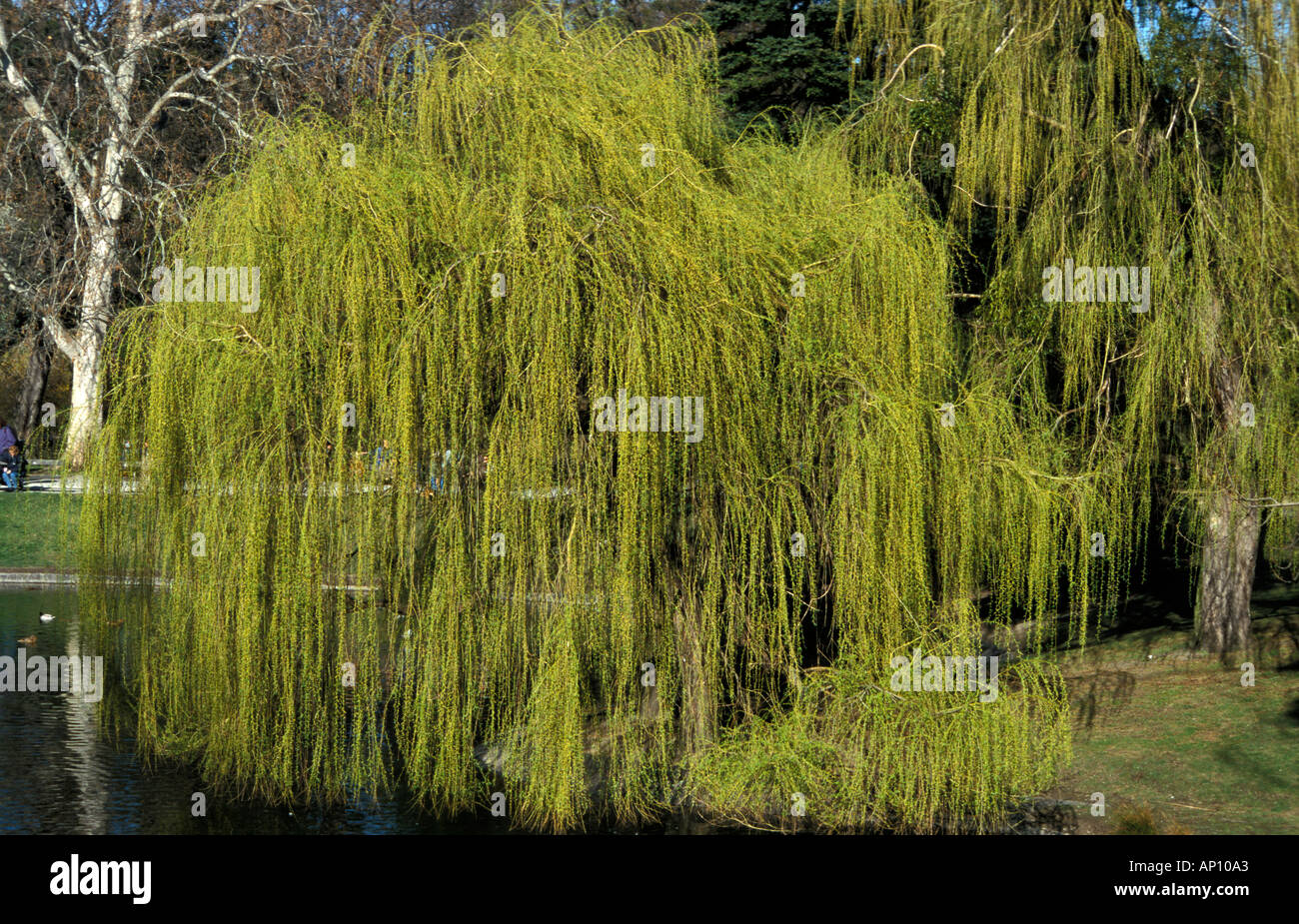 Weidenbaum garten -Fotos und -Bildmaterial in hoher Auflösung – Alamy