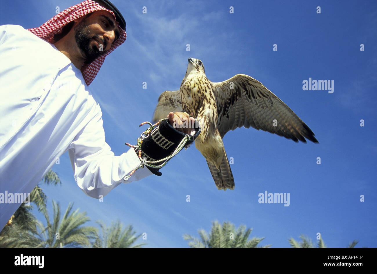 Sheik Dubai Falcon Stockfotos und -bilder Kaufen - Alamy
