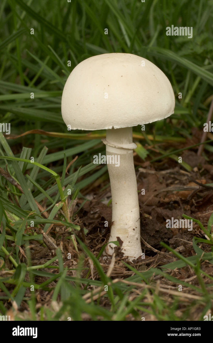 Weiße Dapperling - Leucoagaricus leucothites Stockfotografie - Alamy