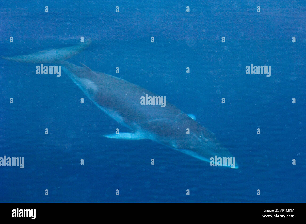 Zwerg zwergwal -Fotos und -Bildmaterial in hoher Auflösung – Alamy