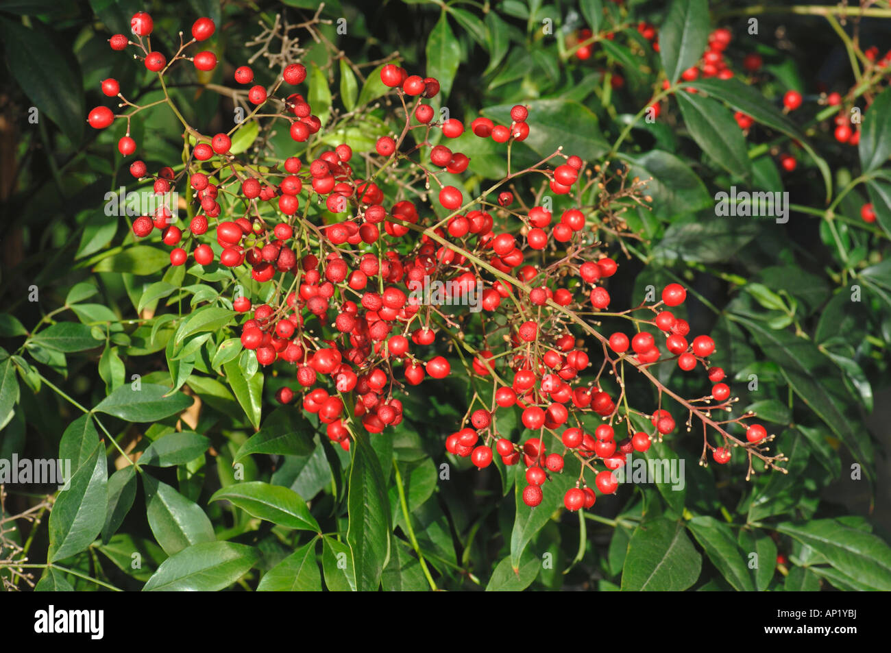 Elegantes Bambus Mit Roten Beeren Bilder