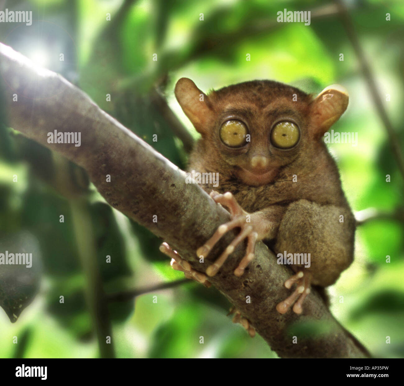 Koboldmaki, Chocolate Hills, Bohol Island, Visayas, Philippinen ...