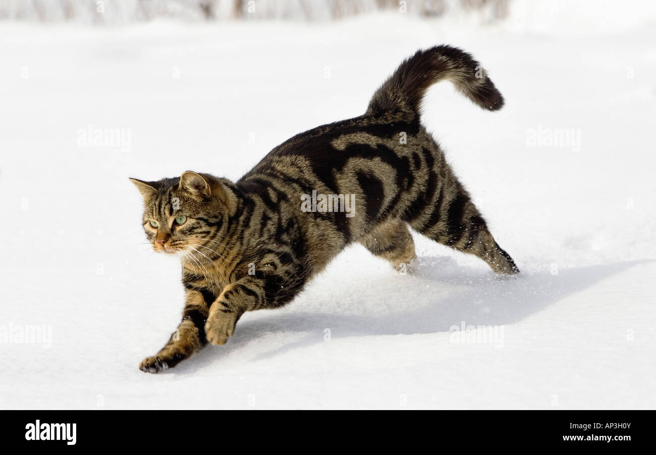 Katze läuft im Schnee, Hauskatze, Männlich, Deutschland Stockfotografie ...
