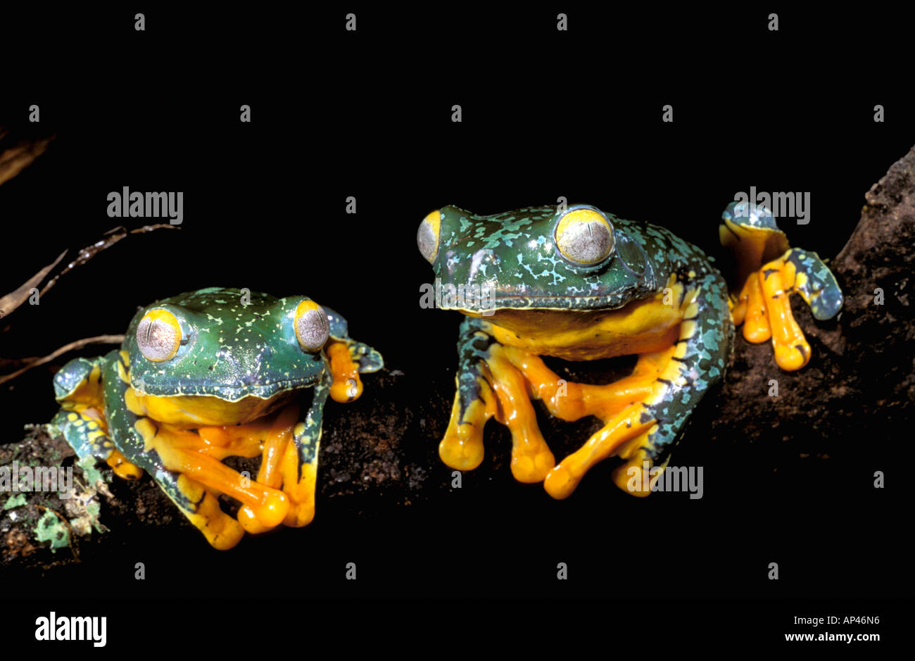 Agalychnis Craspedopus Stockfotos und -bilder Kaufen - Alamy