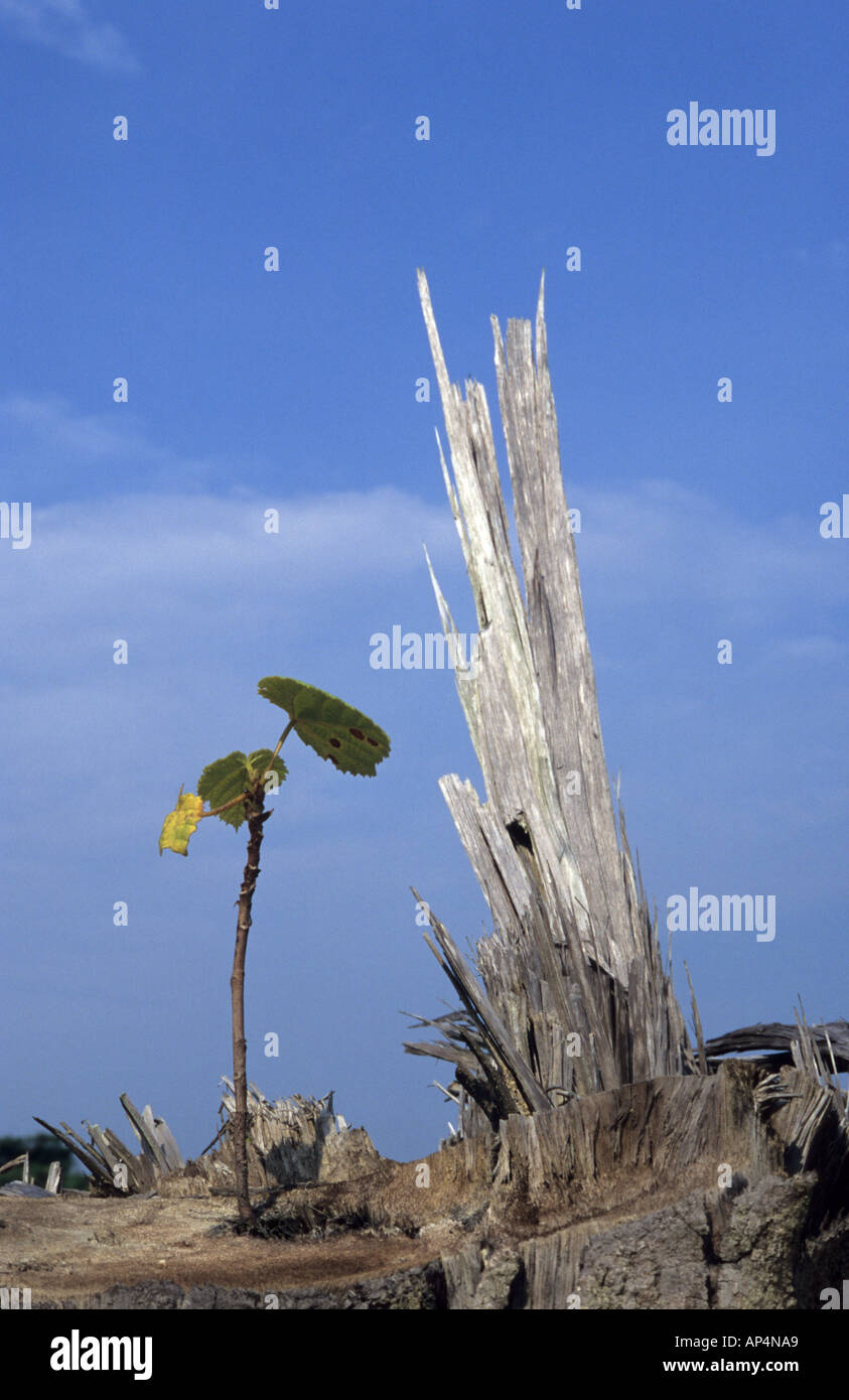 Jungen Trieb wächst aus fällten Baum Stockfotografie - Alamy