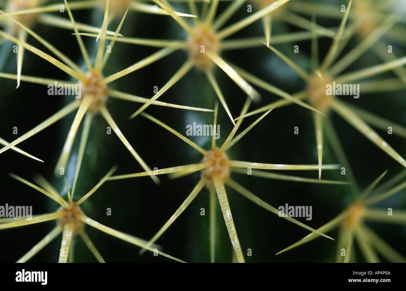 Stacheln stachel -Fotos und -Bildmaterial in hoher Auflösung – Alamy