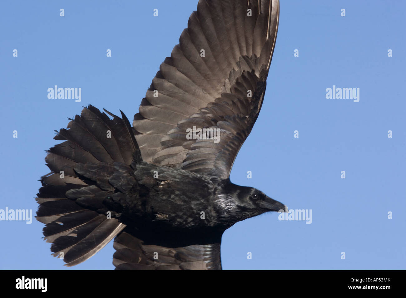Rabe im Flug Corvus Corax Arizona USA Stockfotografie - Alamy