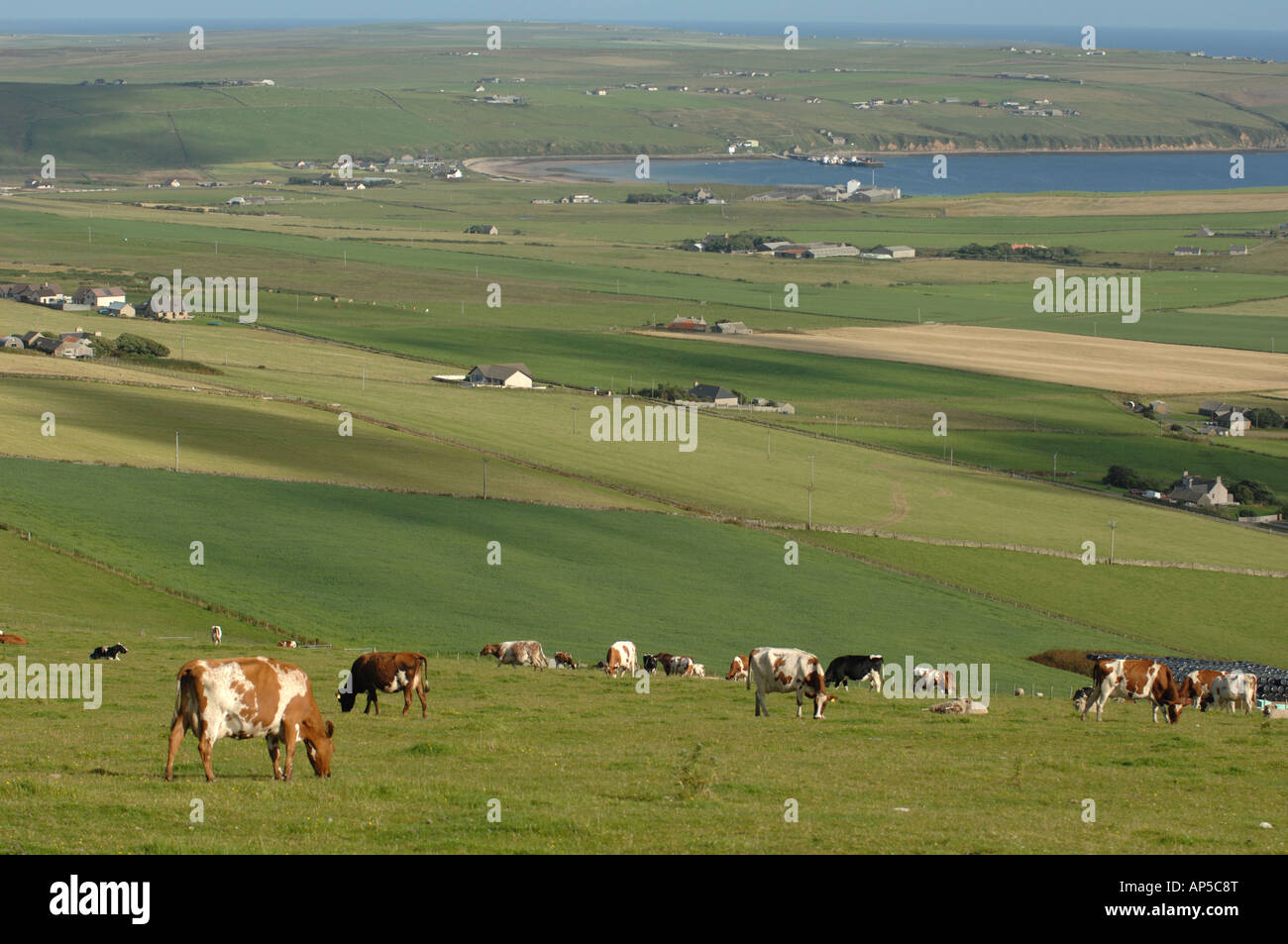 Cattle Orkney Islands Scotland Stockfotos und -bilder Kaufen - Alamy