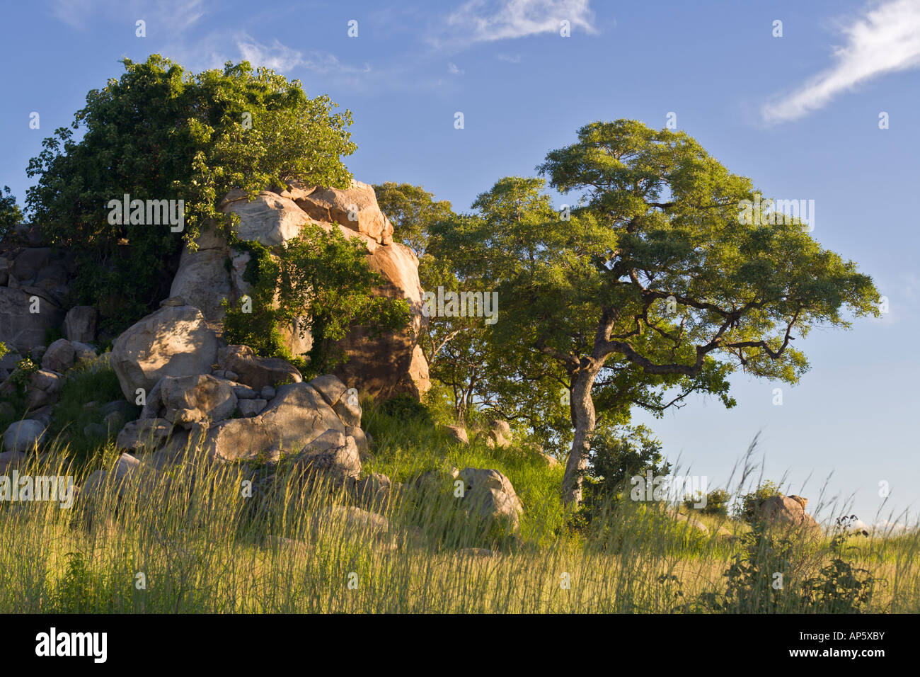 Marula Tree Stockfotos und -bilder Kaufen - Alamy