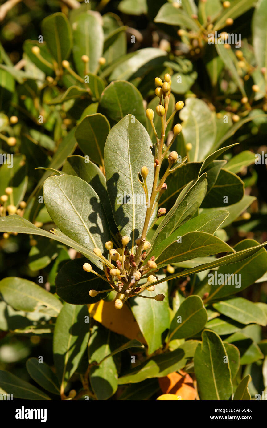 Israel Jerusalem Lorbeerbaum Laurus Nobilis von der britischen ...